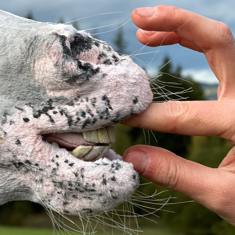 Jasminum Stable - Realistic Hobby Horses